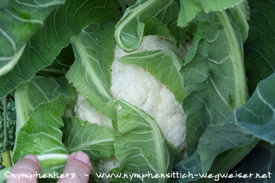 Blumenkohl